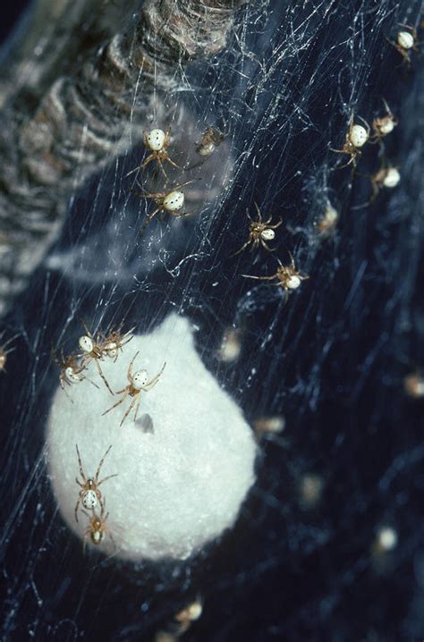 Black Widow Spiderling