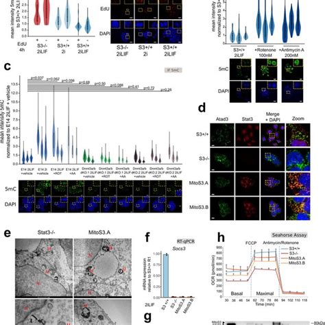 Diagram Summarizing How Mitochondrial Stat3 Affects Nuclear