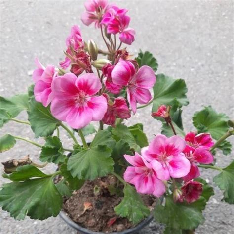 خرید و قیمت نهال گل شمعدونی پیچ ترب