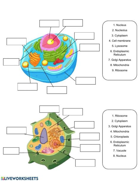 Cell Anatomy Worksheets Printable Worksheets
