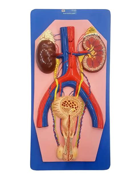 Excretory System Home Of Educational Teaching Aids N C Kansil And Sons