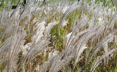 How To Prune Ornamental Grasses