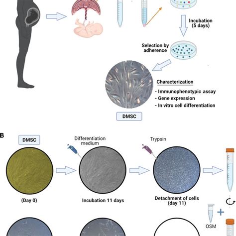 Isolation Characterization And Differentiation Of Human Decidua