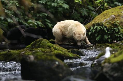 Canadian Rainforest August 2017 Gordon Small