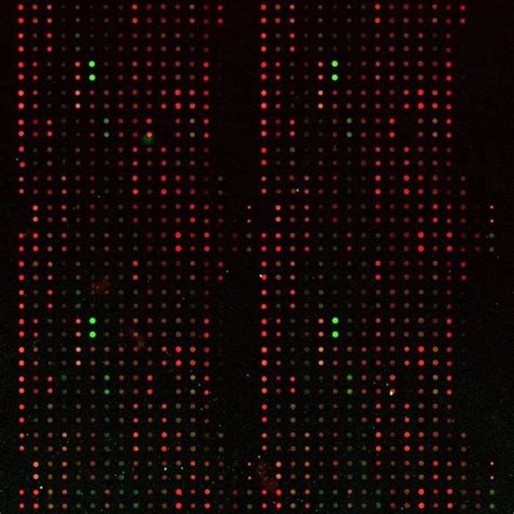 Example Of Microarray Slide Images Download Scientific Diagram