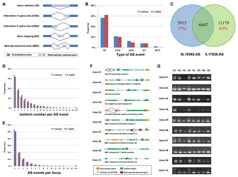 Single Molecule Real Time Sequencing Identifies Massive Full Length Cdnas And Alternative