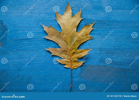 Oak Tree Leaf On A Rustic Wooden Background Oak Tree Leaves Stock