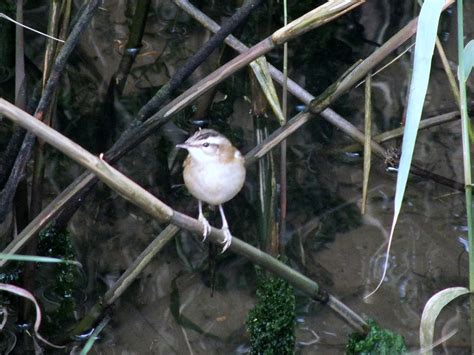 Tick N Go Birding Vagrant Emperor At Minsmere But No Roseate Tern
