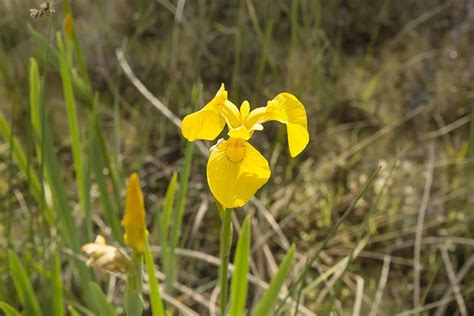 Flor Iris Amarilla Belleza Y Resistencia En Una Sola Planta Teleflor
