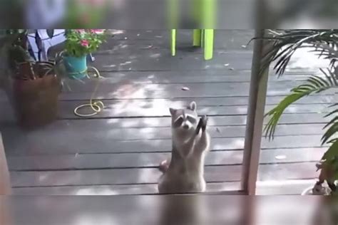 千万别让浣熊撸猫不然根本停不下来画面简直太搞笑了 画面 浣熊