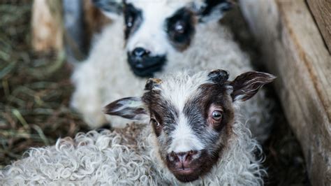 Icelandic Sheep Knoll Farm