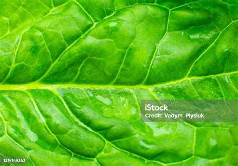 젖은 녹색 잎을 닫습니다 신선한 잎 텍스처 배경 자연 에코 벽지 채식 음식 야채와 비타민 제품 매크로 사진 0명에 대한 스톡 사진 및 기타 이미지 Istock