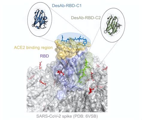 Jacs：“π 钳”介导的位点特异性单域抗体二聚化 知乎