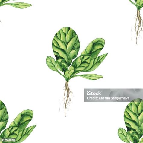 흰색 배경에 루트 원활한 패턴수채 시금치 녹지 손 그리기 그림 그림 샐러드에 대한 신선한 녹색 잎 건강한 음식 건강한 식생활에