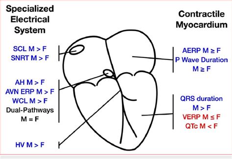 Cardiac Conduction System AH HV AH HV Intervals AERP Atrial ERP