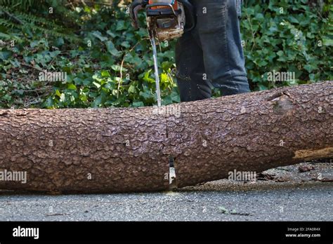Man With A Chainsaw Cutting The Thick Trunk Of A Downed Pine Tree Stock Photo Alamy