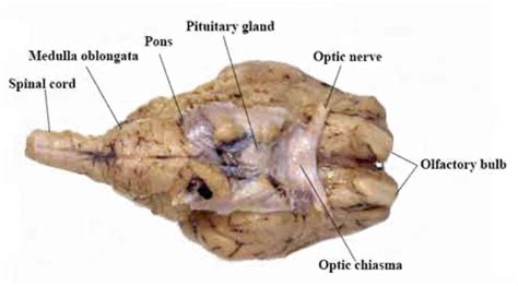 Sheep Brain Sagittal View