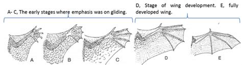 Pentadactyl Limb Assignment 4