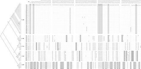 Hypervariable Region I Hvr I Mitochondrial Dna Haplotypes Maximum Download Scientific