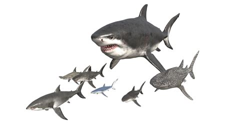 Shark Pack Characters Unity Asset Store