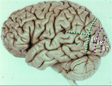 Lecture 14 Perception Flashcards Quizlet
