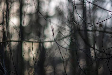 Naked Tree Branches In Late Autumn With No Leaves Stock Image Image Of Person Nature 133260275