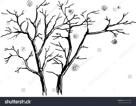 Trunks Bare Trees Graphic Drawing Stock Vector Royalty Free