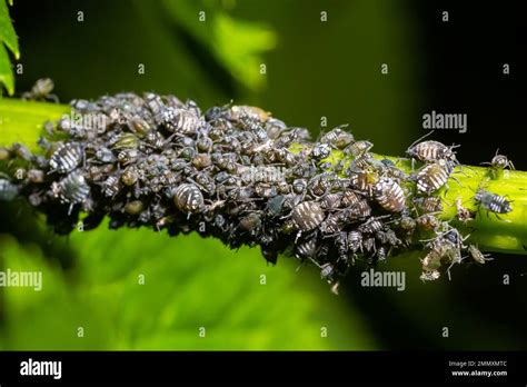 Aphids Plant Lice Greenflies Blackflies Or Whiteflies Cinara