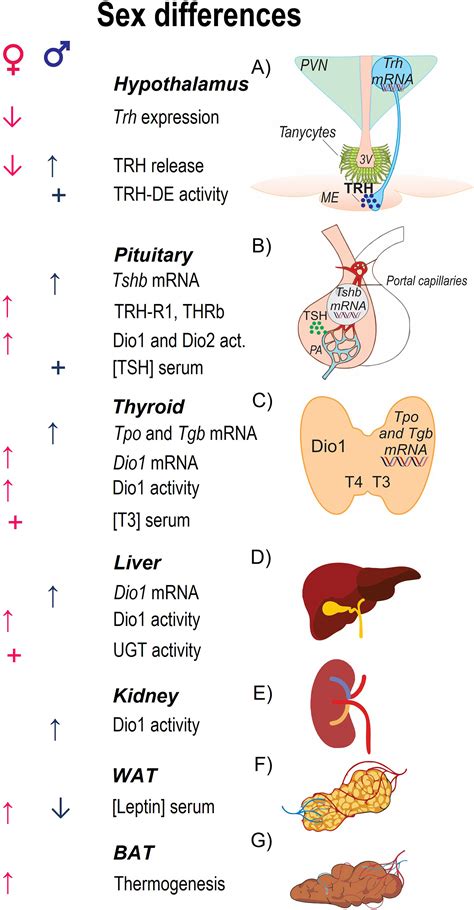 Hypothalamus Pituitary Thyroid Axis Thyroid Gland Basicmedical Key