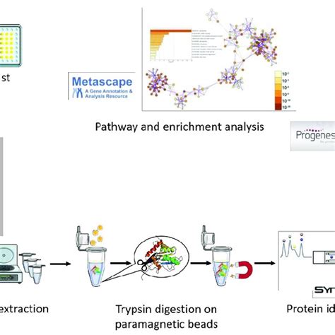 Overview Of The Complete Workflow Of The Study First We Performed Download Scientific Diagram