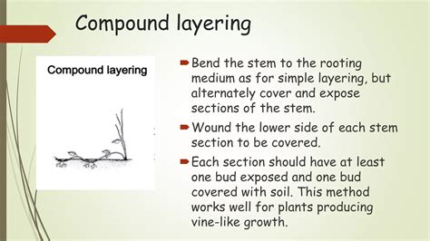 Asexual Propagation Pptx