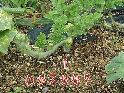 スイカの赤ちゃん発見 農園ときどき猫 楽天ブログ