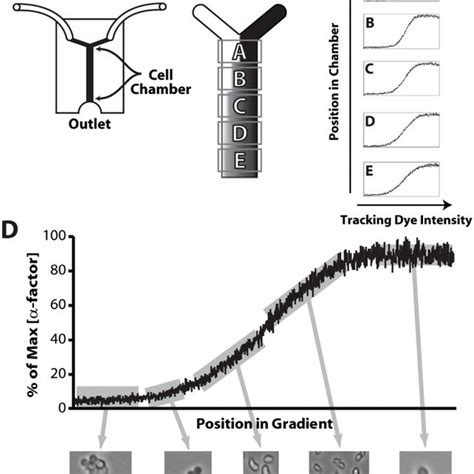 Microfluidics Device Generates α Factor Gradients And Response Of Yeast Download Scientific