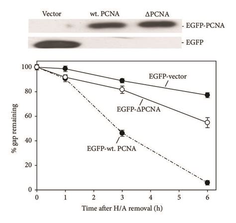 Top Western Analysis Of Pcna Protein Levels In Total Cell Extracts Of Download Scientific
