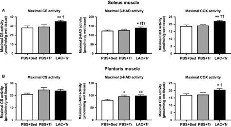 Mitochondrial Enzyme Activity In Experiment 2 Maximal Cs β‐had And