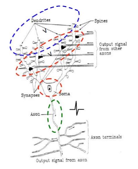 Comprehensive Guide To Neural Networks And Learning Methods