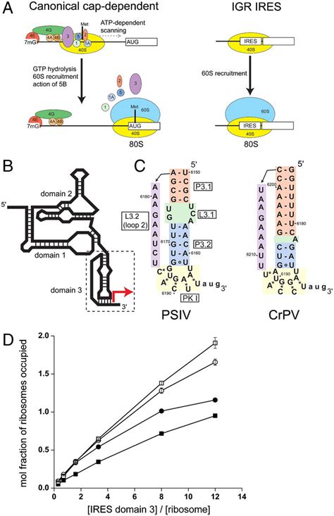 Translation Initiation By The Igr Iress And Binding Of Domain 3 To The