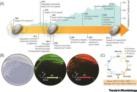 Pseudomonas Putida Habitat Morphology Pathogenesis Treatment