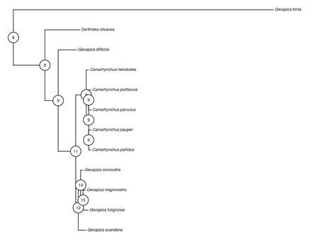 Evolution Prac 4 — Macroevolutionary Questions • Evolution Practicals