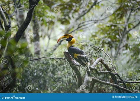 Great Indian Hornbill Bird From India Stock Image Image Of Forest