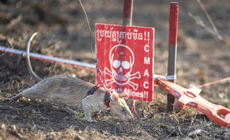 Otorgan El Guinness A Rata Gigante Por R Cord En Detecci N De Minas Antipersonales La Verdad