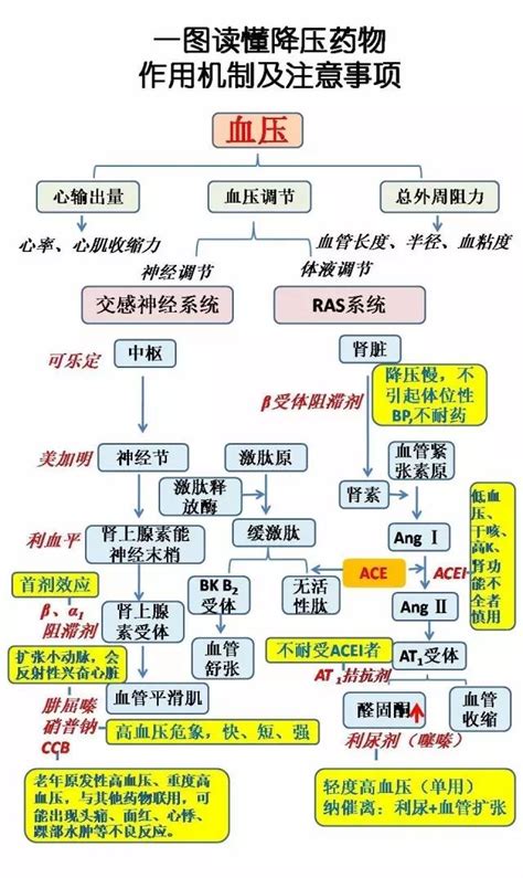 一图读懂降压药的作用机制及注意事项
