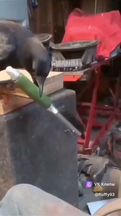 Любимимими меня и гладь не переставая Youtube