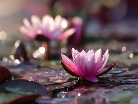 Understanding The Differences Translation Transcription And Transliteration Explained By