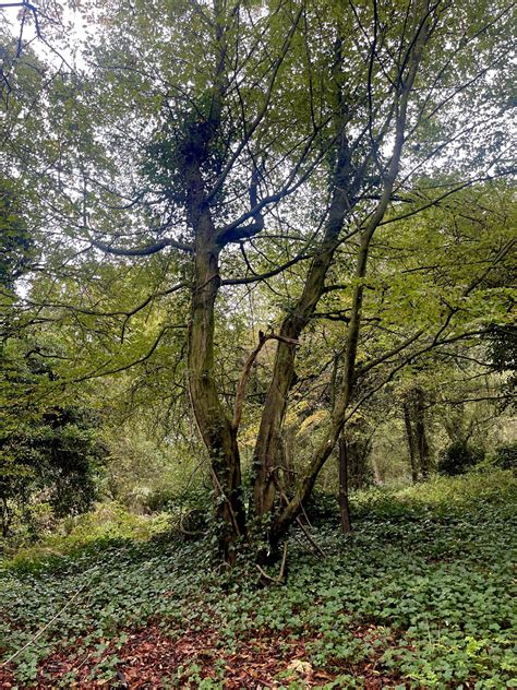 Why Do Some Trees Grow Multiple Trunks Th Trees Ltd Tree Surgeons