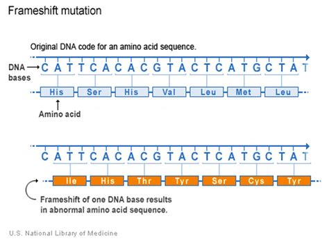 Mutations Notes Biology Mrs Mccomas