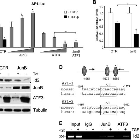 Junb Is A Direct Target Of Tgf Smad Signaling And Forms A Complex
