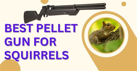 Best Pellet Gun For Squirrels In 2025 March Updated