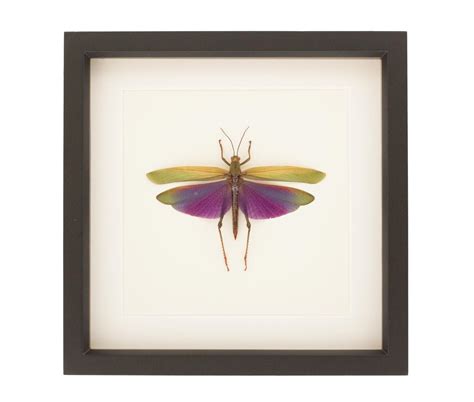 Framed Grasshopper Titanacris Albipes Bug Under Glass
