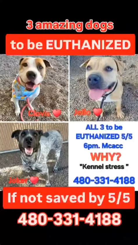 3 Amazing Dogs To Be Euthanized 55 After 6pm Mcacc Kennel Stress